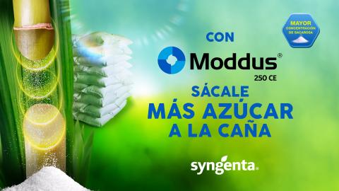 MODDUS® 250 CE - Regulador de Crecimiento | Syngenta