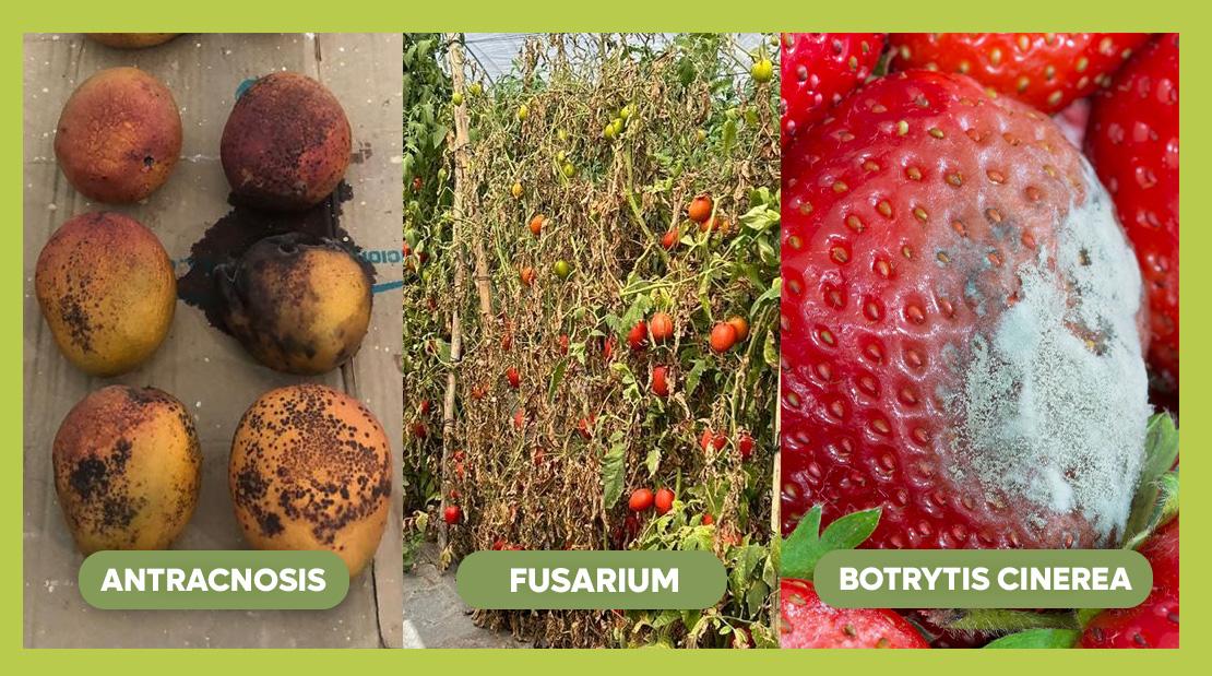 Protege tus cultivos de los hongos con Syngenta. Descubre cómo ...
