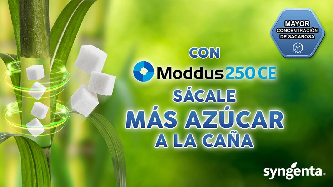 MODDUS CAÑA | Syngenta